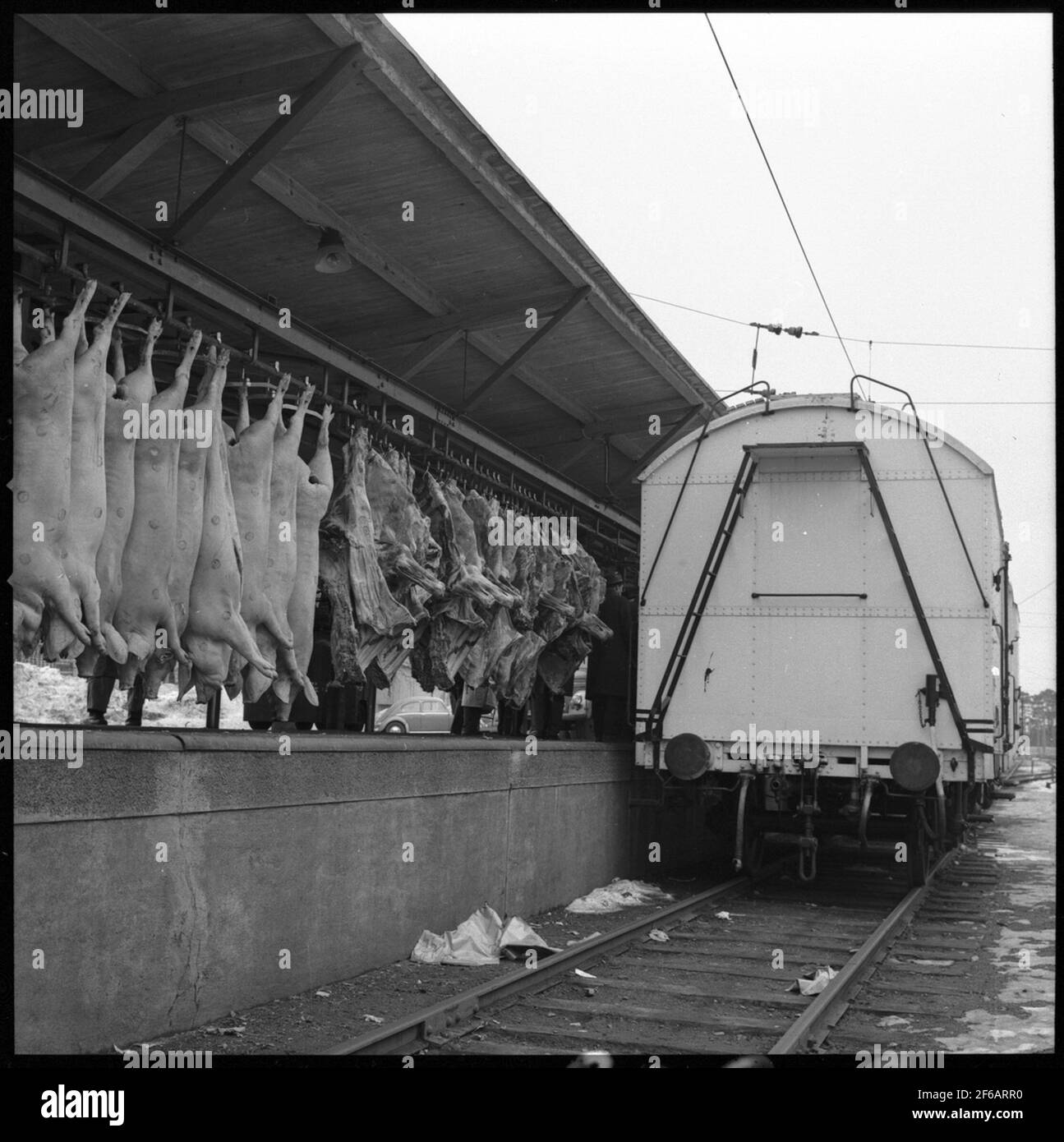 Pig transport hi-res stock photography and images - Alamy