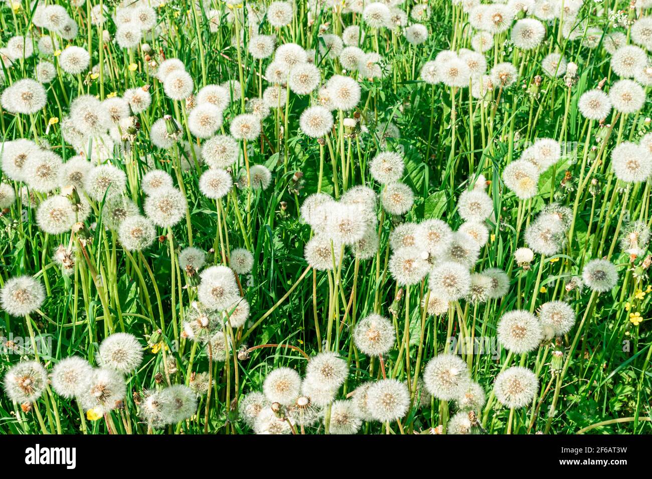 Big field with white fluffy dandelions and fresh green grass. Summer ...