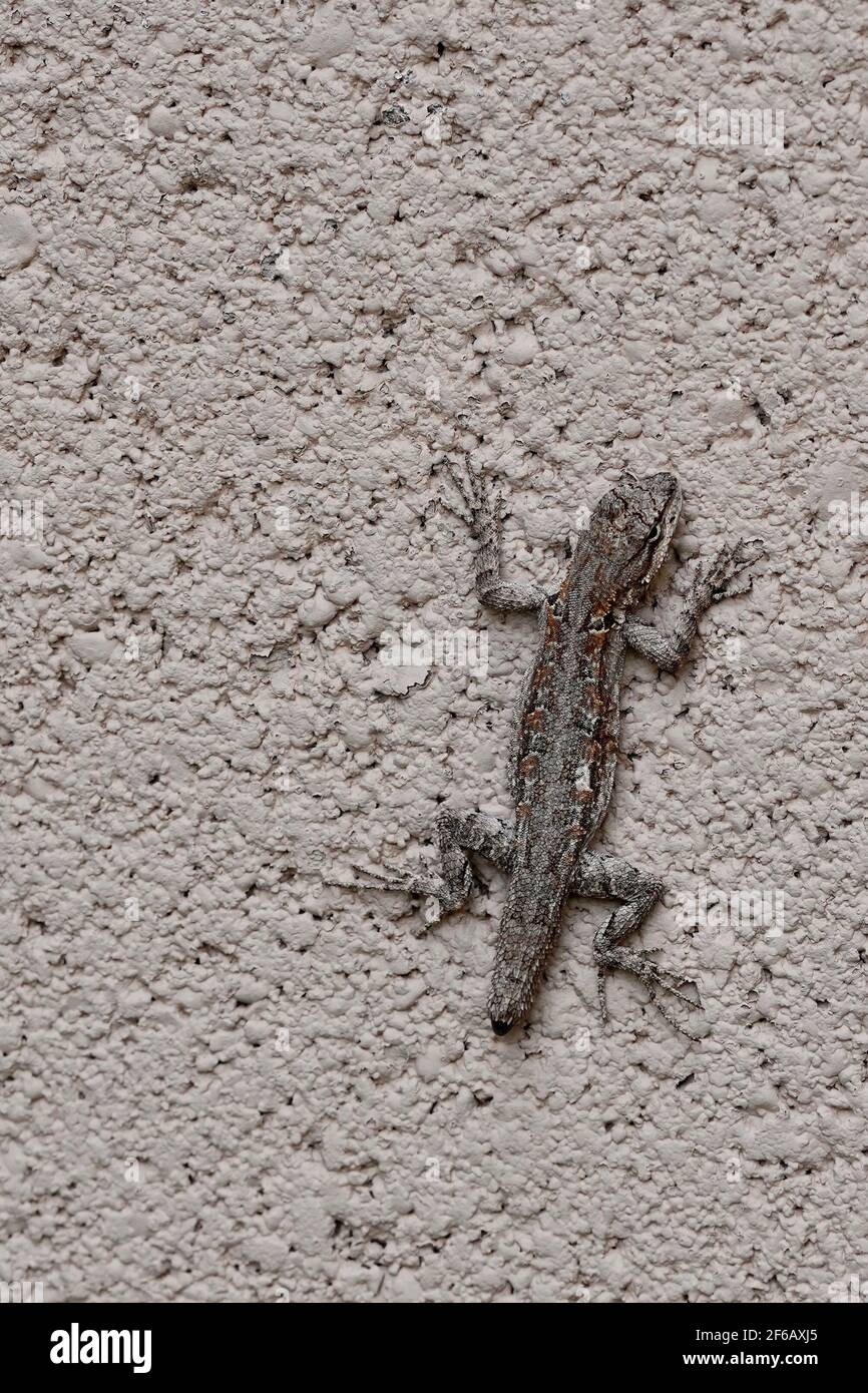 A lizard blends in while climbing on the side of a concrete wall Stock ...