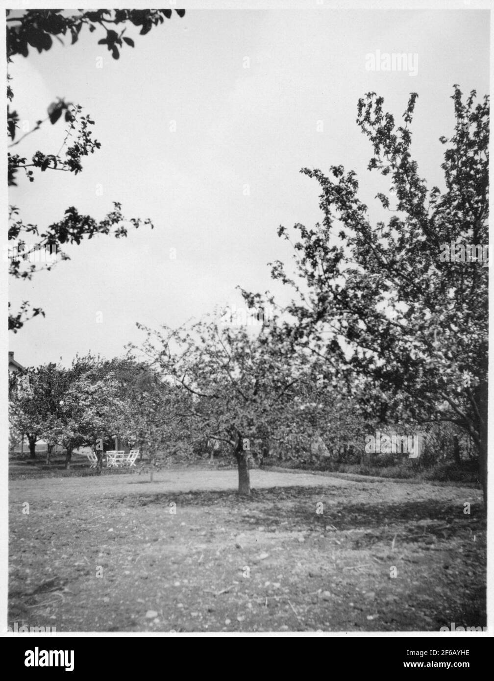 Vegetables flowers garden Black and White Stock Photos & Images - Alamy