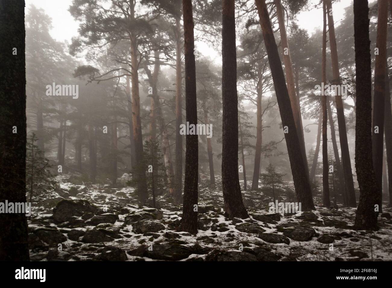 Path through a golden forest with fog and warm light. Snow in the pine ...