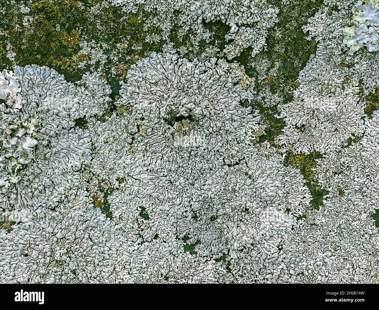 gray lichen close-up on an old stone. natural background Stock Photo ...
