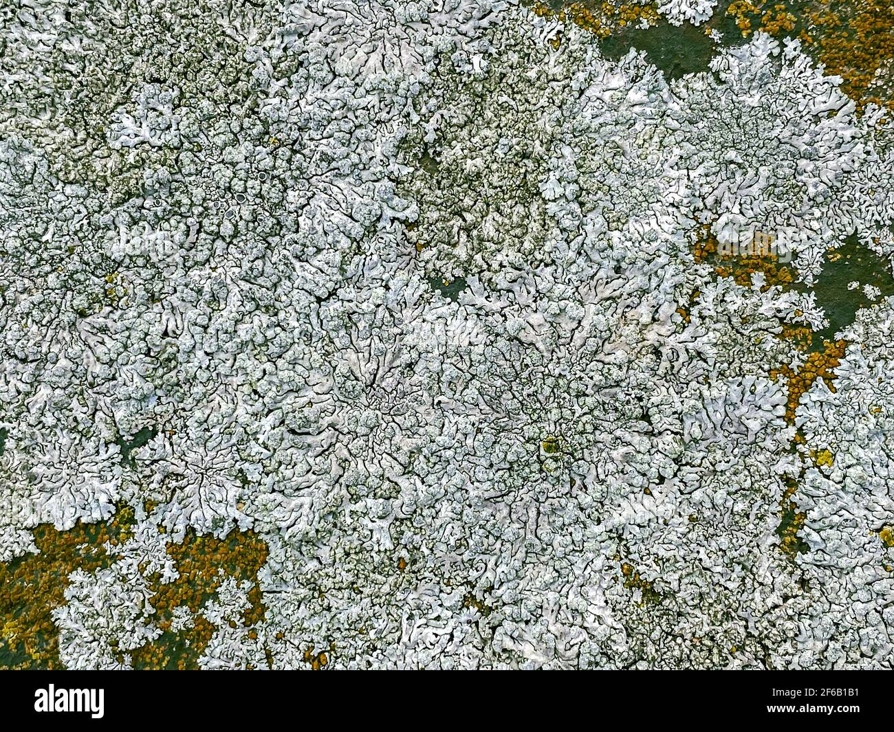 Moss and stone texture hi-res stock photography and images - Alamy
