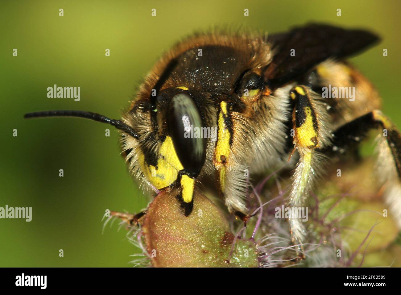 Wool carder bee (Anthidium manicatum Stock Photo - Alamy