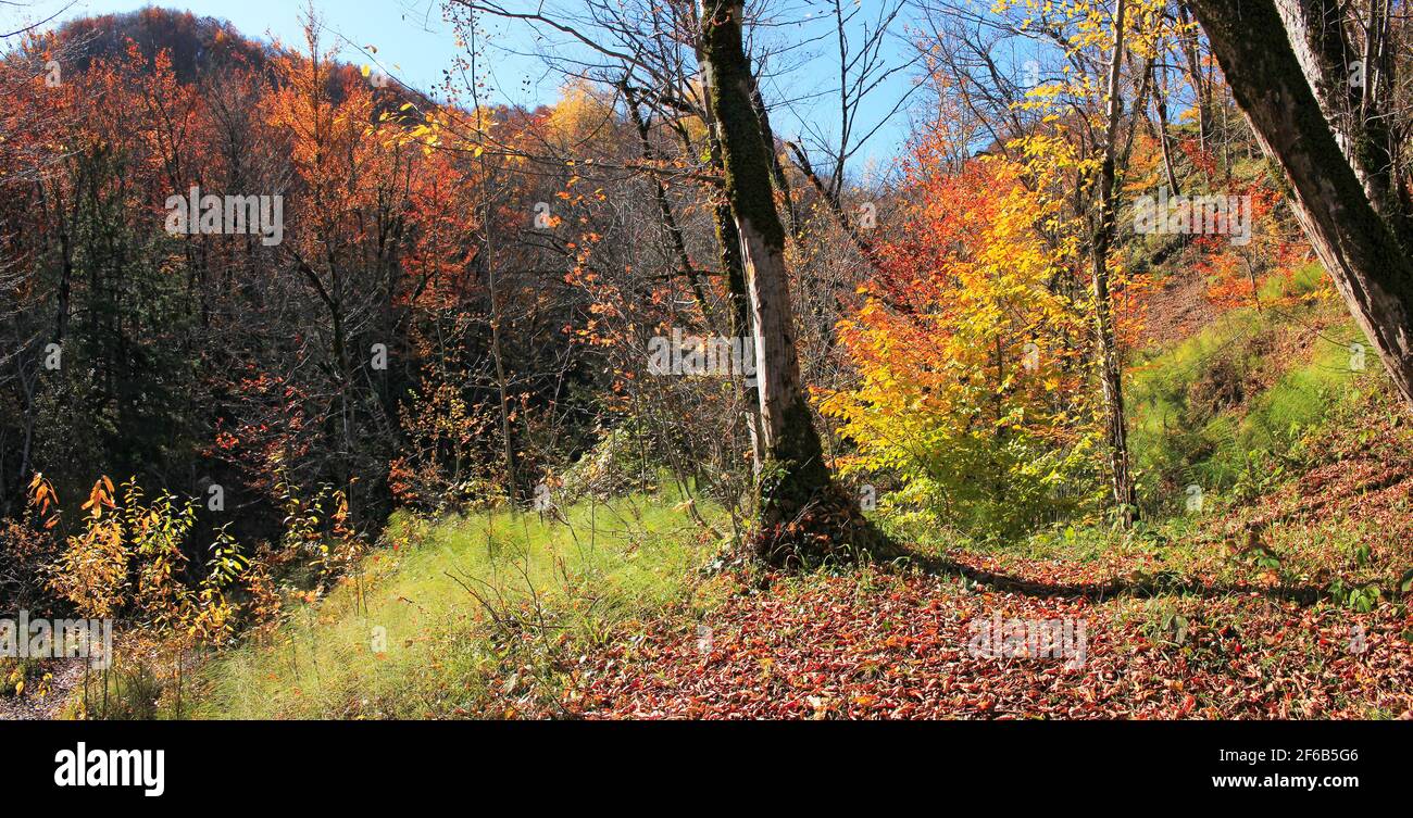 Beautiful autumn forest high in the mountains Stock Photo - Alamy