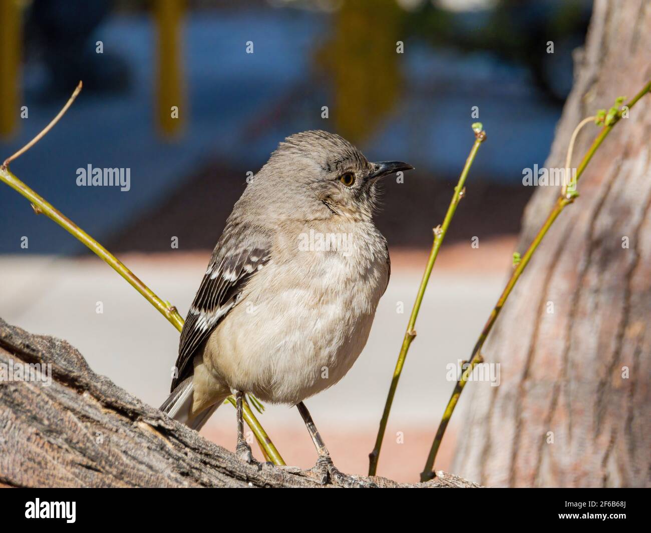 Mockingbird isolated hi-res stock photography and images - Alamy