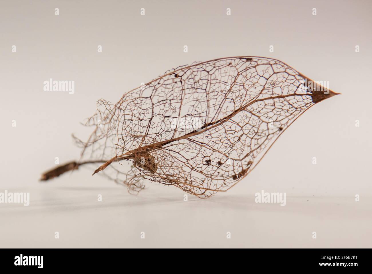 Golden dry leaf hi-res stock photography and images - Alamy