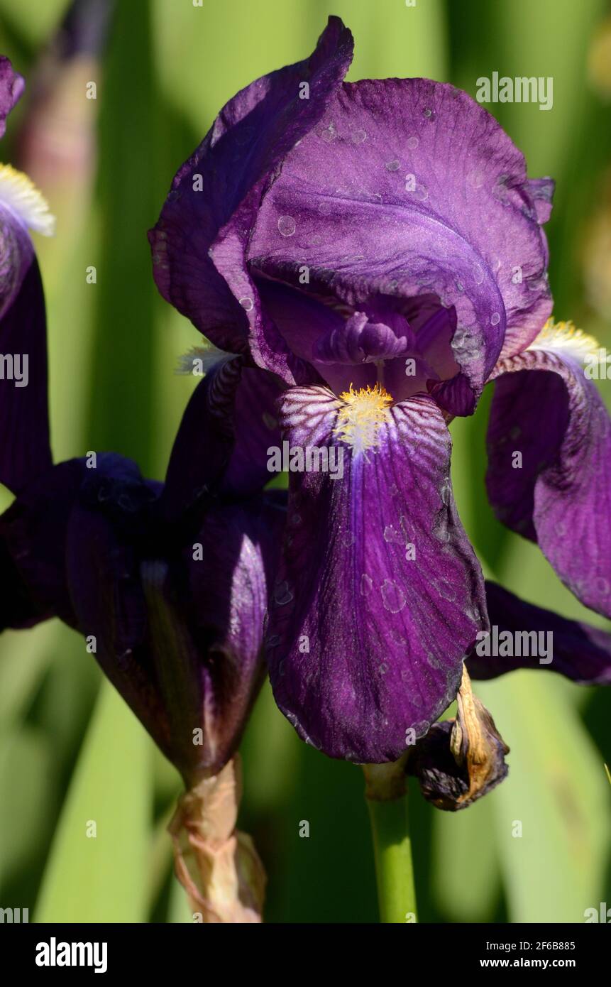 Sinle flower hi-res stock photography and images - Alamy