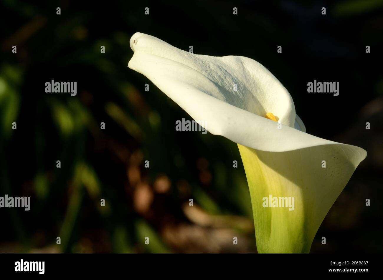 Classic calla lily, single beuty of a flower withtis inviting bloom of ...