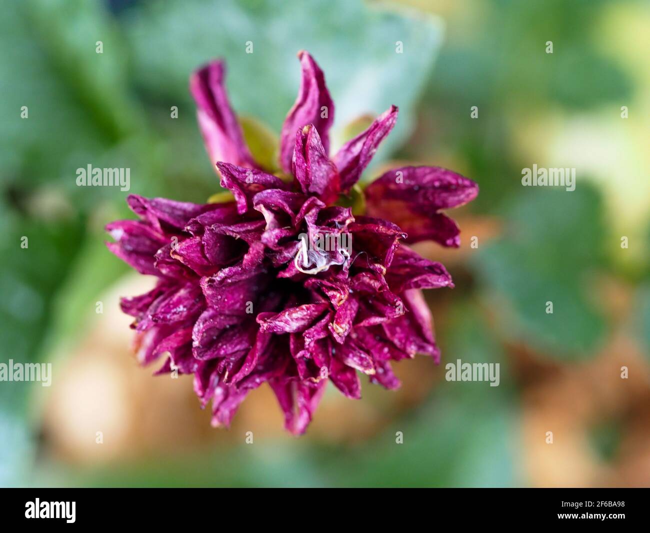 crunched up, dried out Magenta pInk purple Chrysanthemum flower thats ...