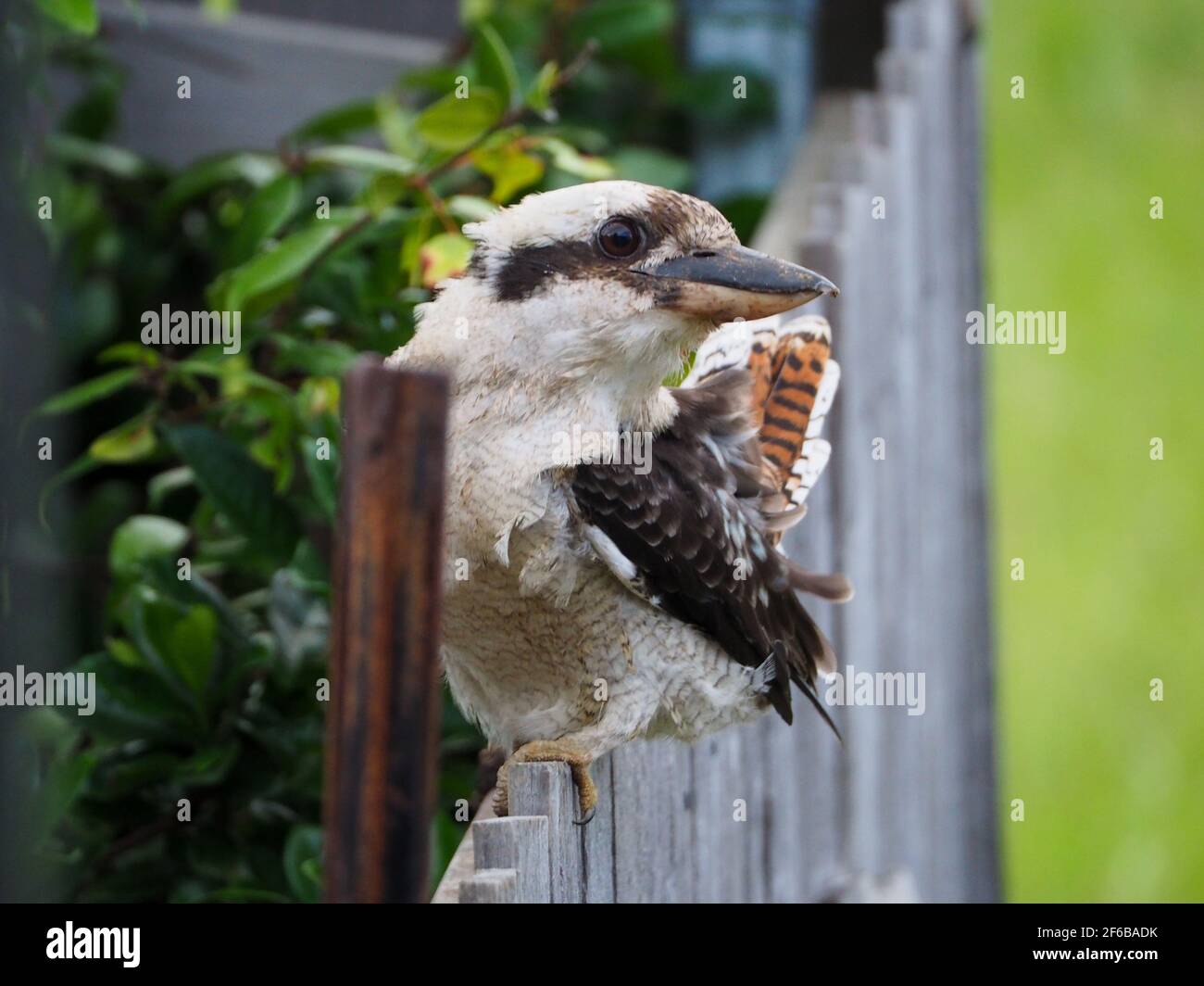 Australian birds in garden setting hi-res stock photography and images ...