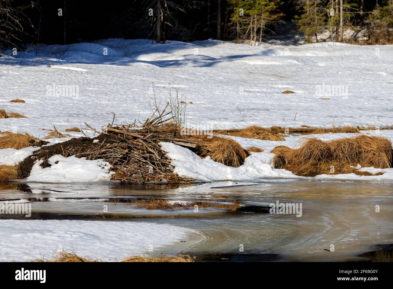Beaver den hi-res stock photography and images - Alamy