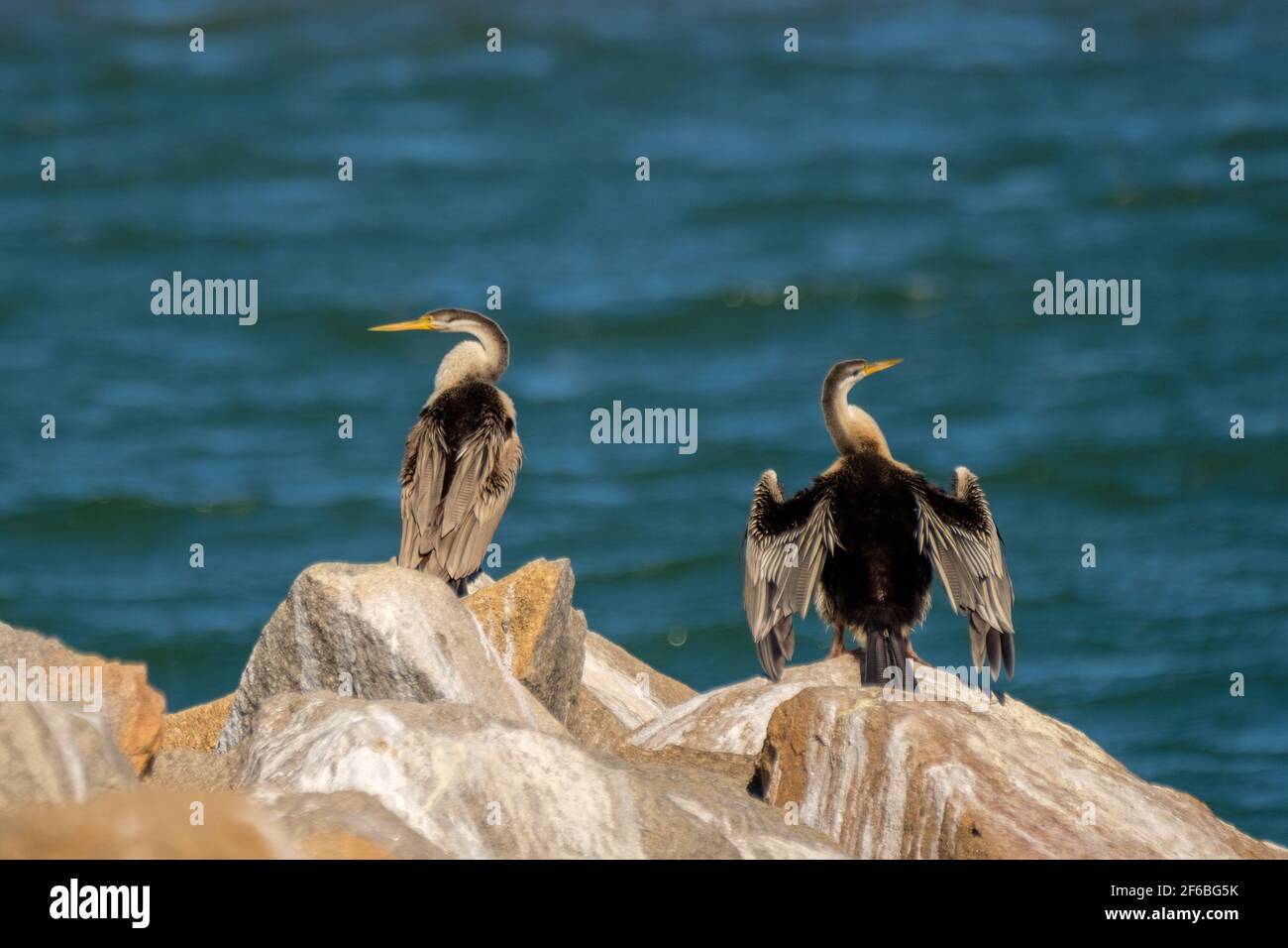 Australasian Darter High Resolution Stock Photography and Images - Alamy