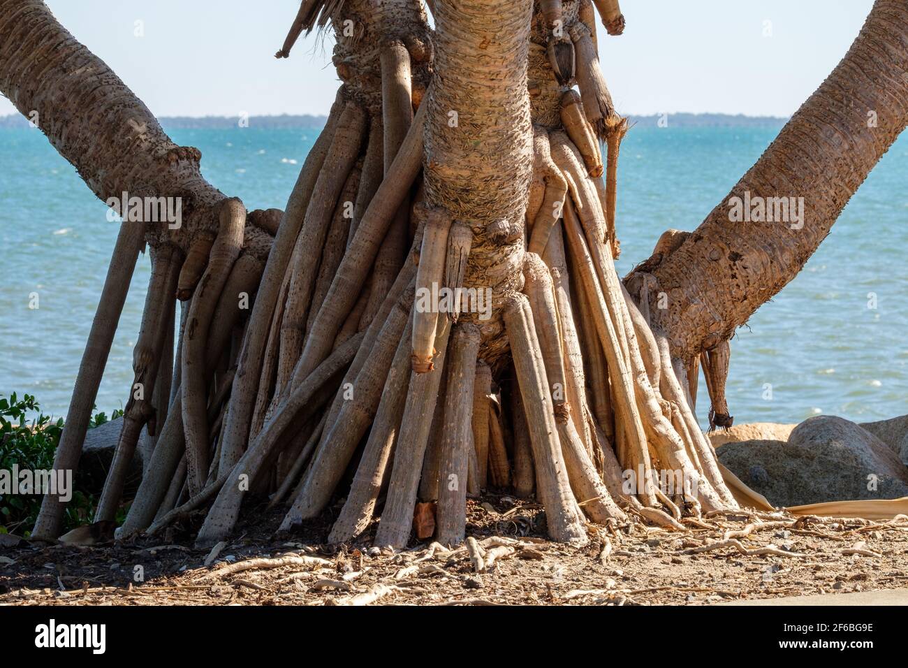 Pandanus roots hi-res stock photography and images - Alamy