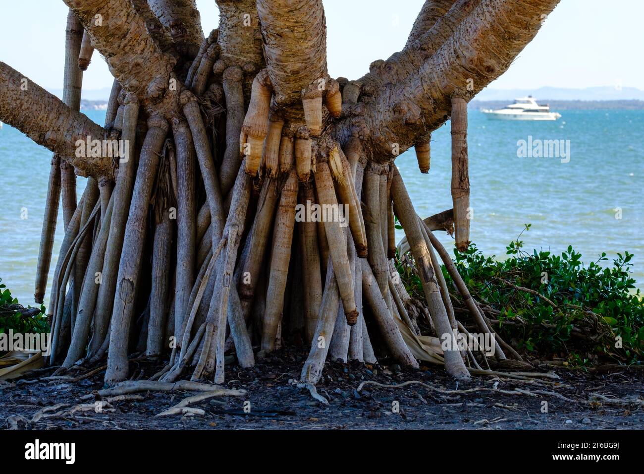 Pandanus roots hi-res stock photography and images - Alamy