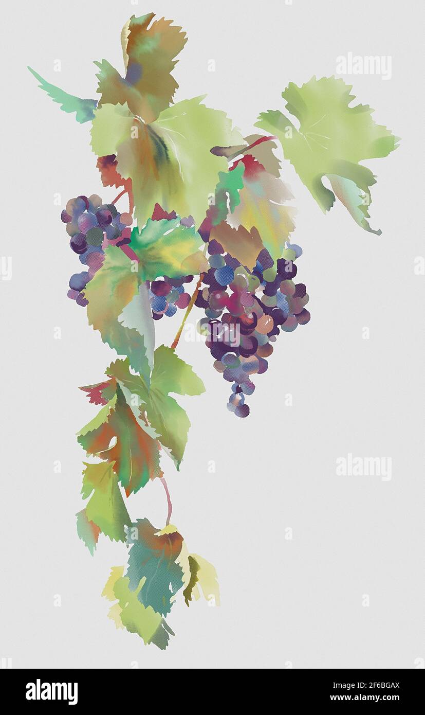 Watercolor vine Illustration of a grapevine branch on white paper background, watercolor style ...