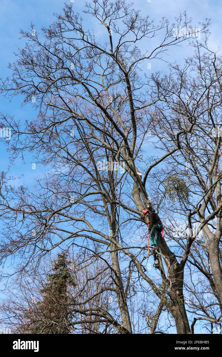 Sawing tree branch sitting hi-res stock photography and images - Alamy