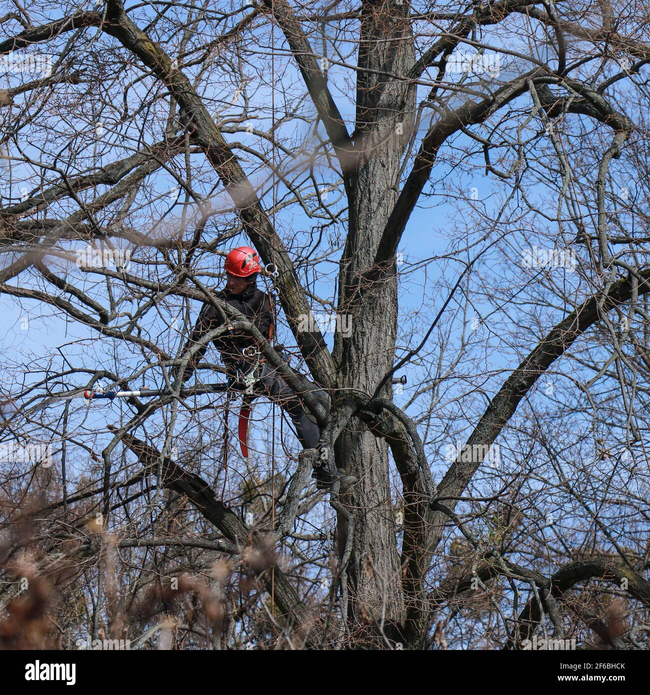Sawing tree branch sitting hi-res stock photography and images - Alamy