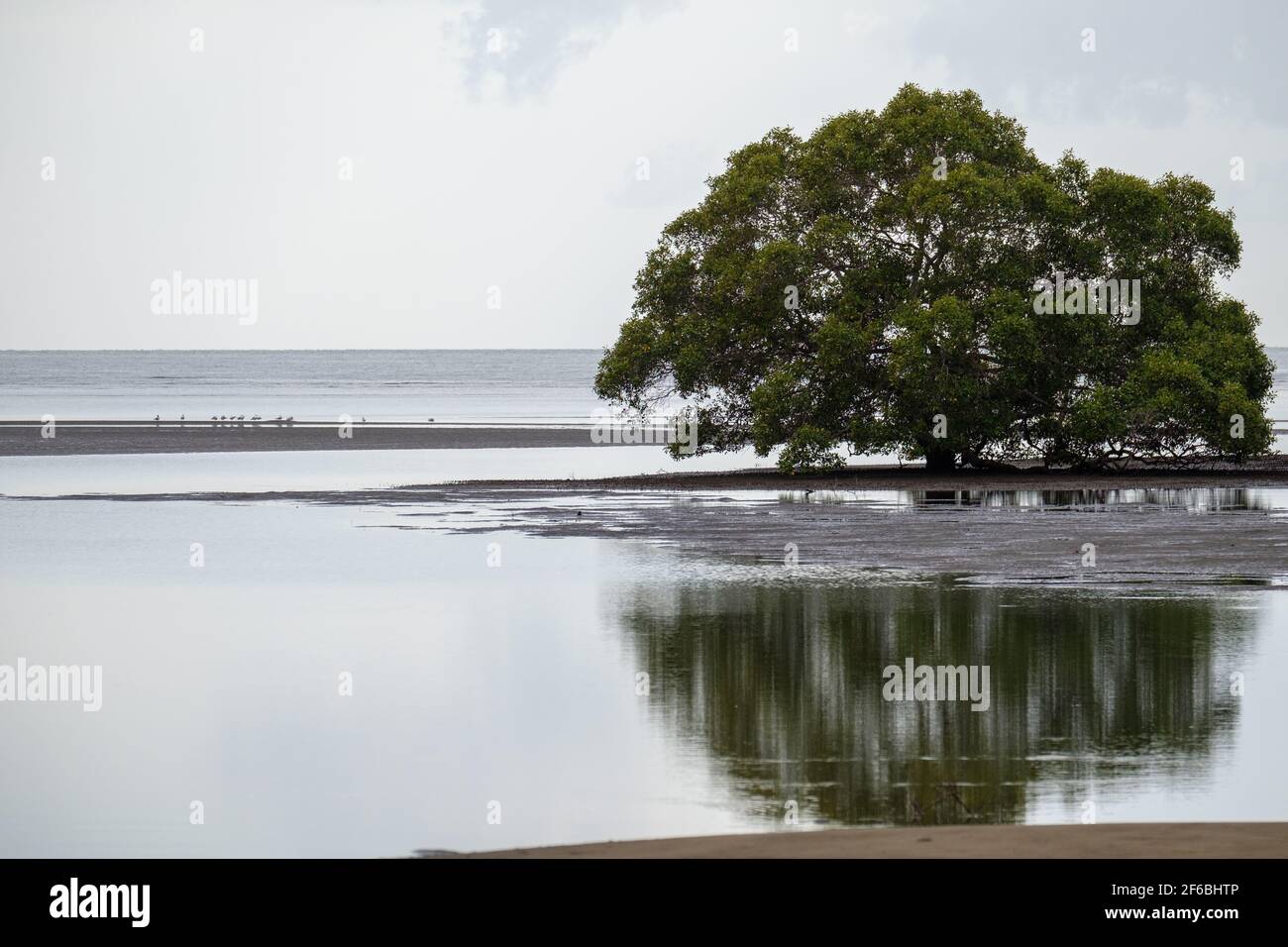At Nudgee Beach Wetlands Stock Photo - Alamy