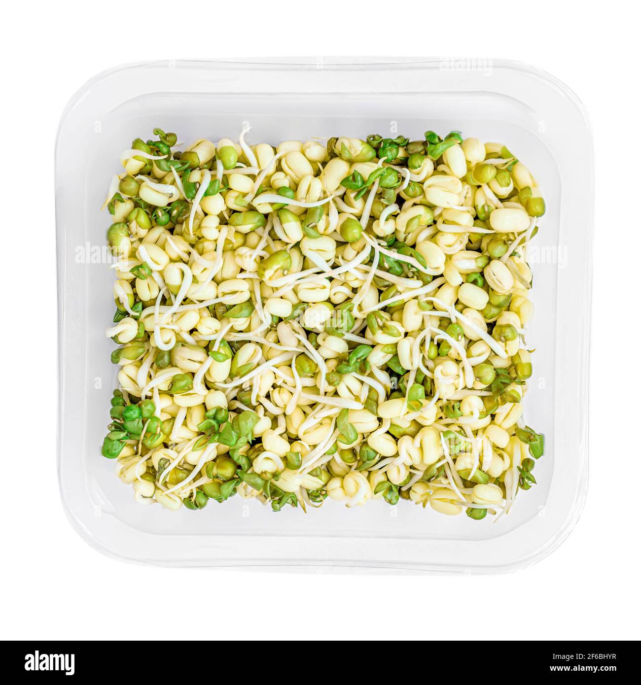 Bean Sprouts in a plastic lunch box isolated on a White Background ...