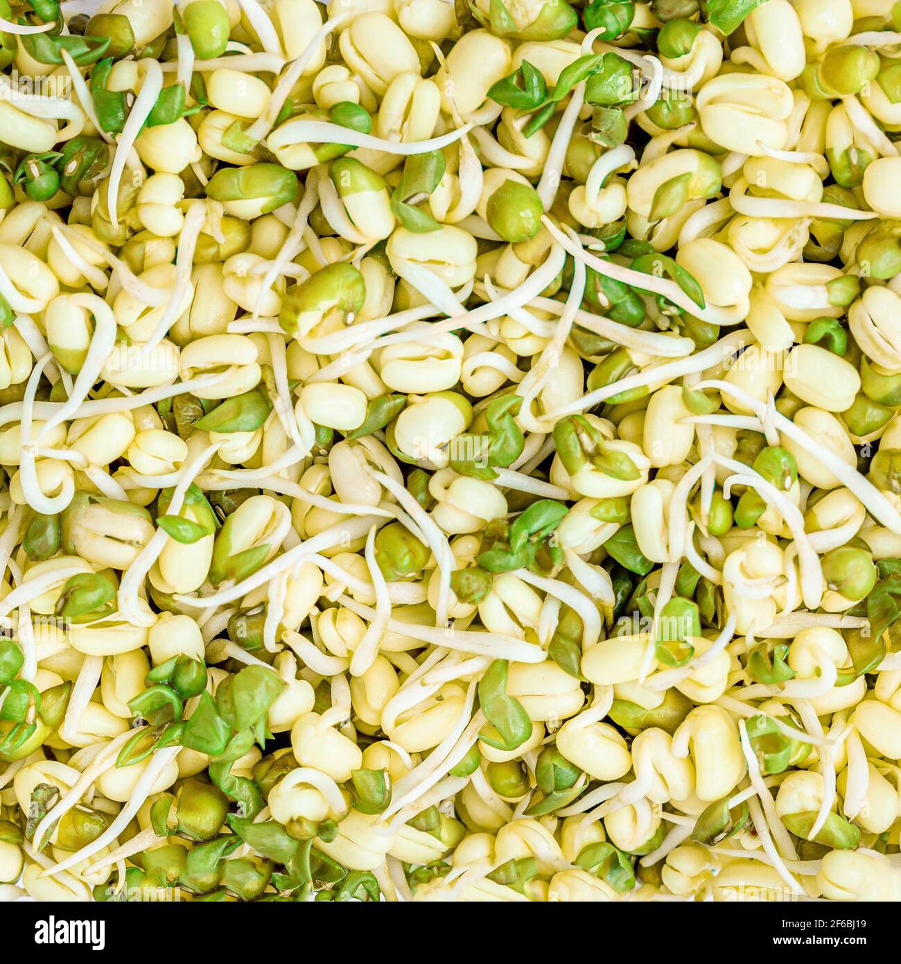 Bean Sprouts as a Background. Wallpaper. Healthy dieting food concept ...