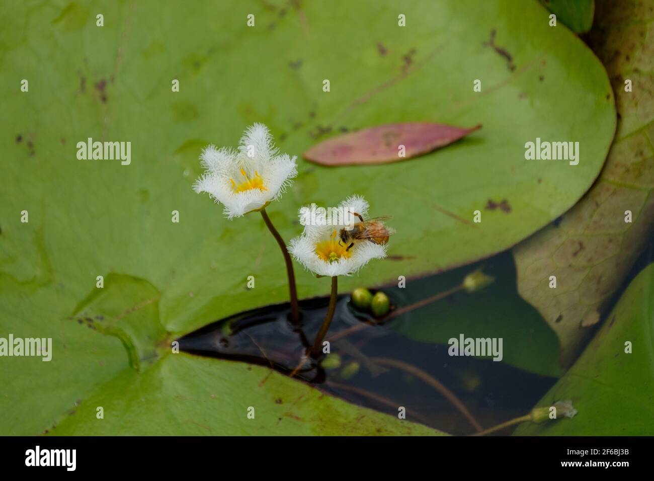 At Nudgee Waterhole Reserve Stock Photo - Alamy