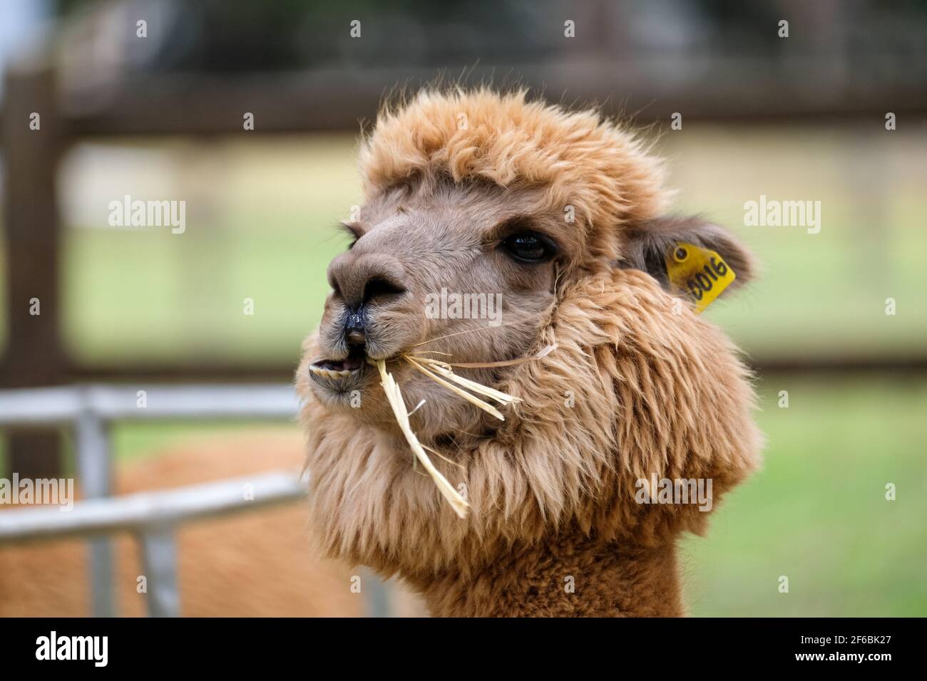 Mountview alpaca farm hi-res stock photography and images - Alamy