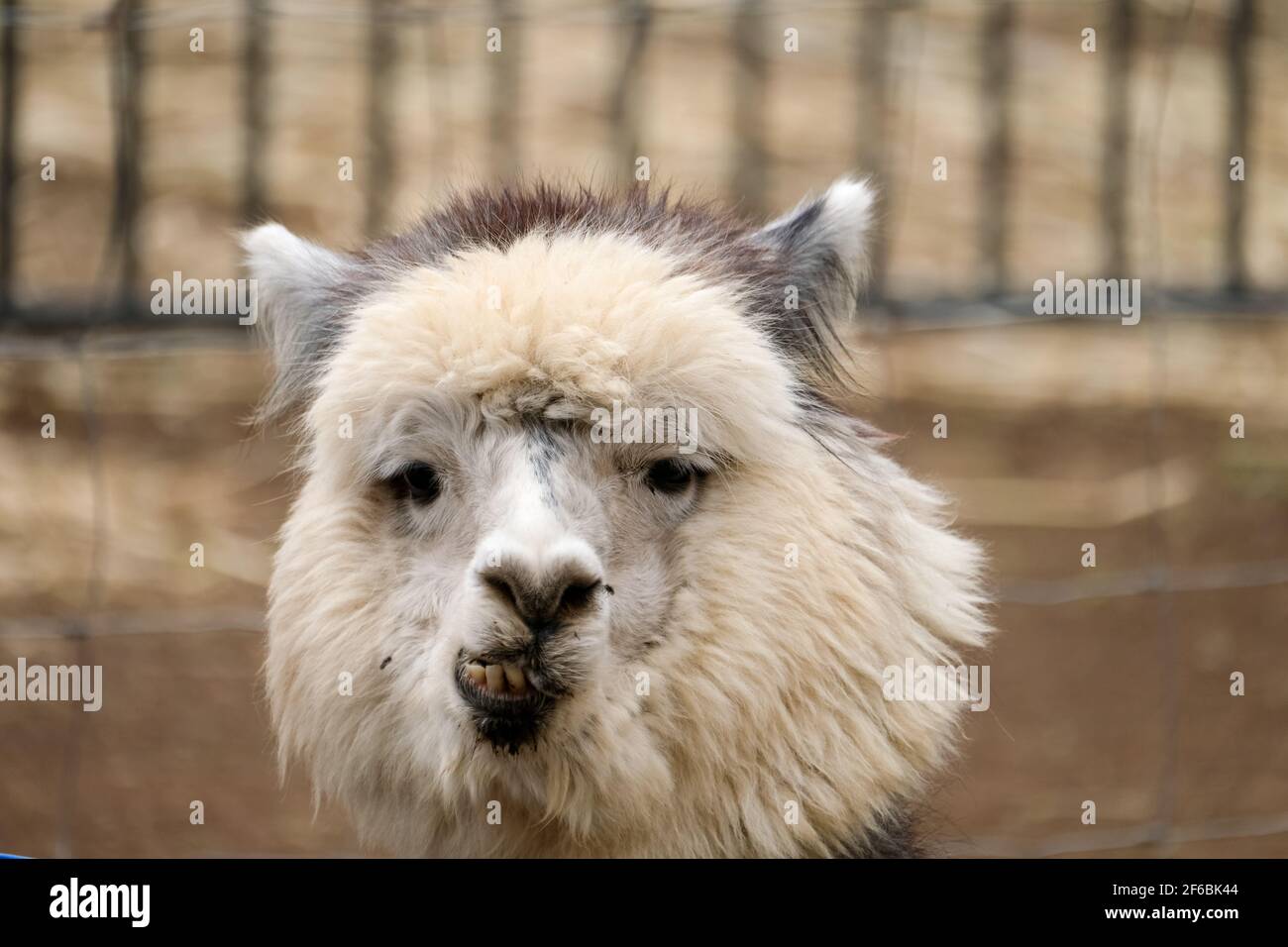 Mountview Alpaca Farm Stock Photo - Alamy