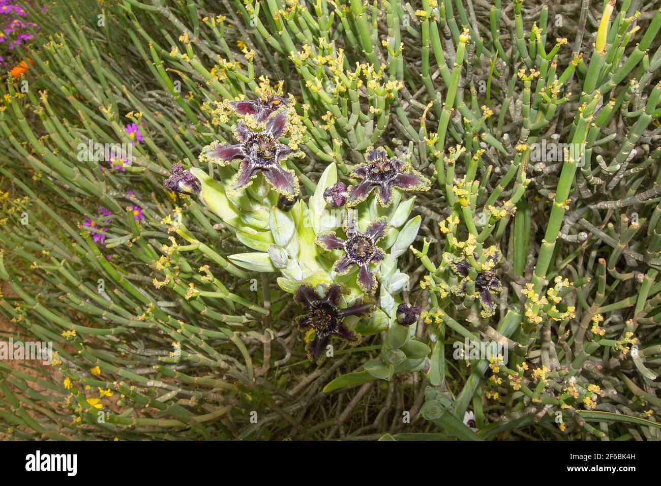 Spinnekop plant hi-res stock photography and images - Alamy
