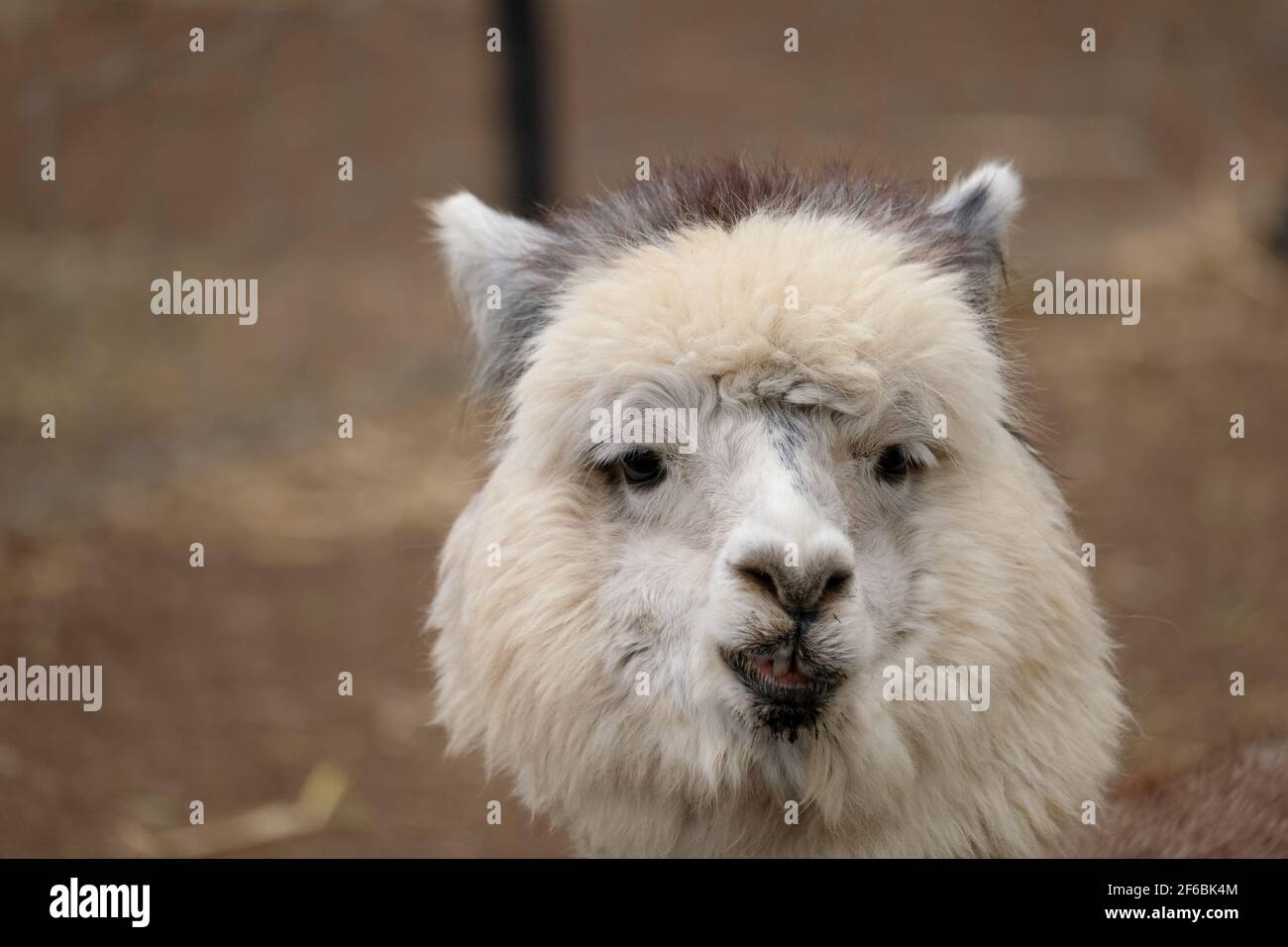 Mountview Alpaca Farm Stock Photo - Alamy
