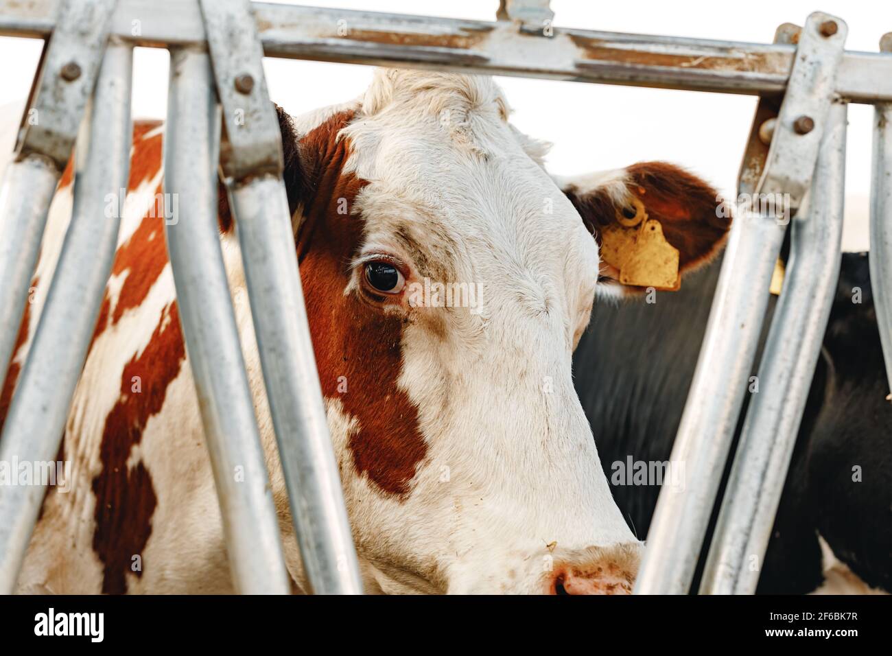 Adult cows standing in a stall on a farm Stock Photo - Alamy