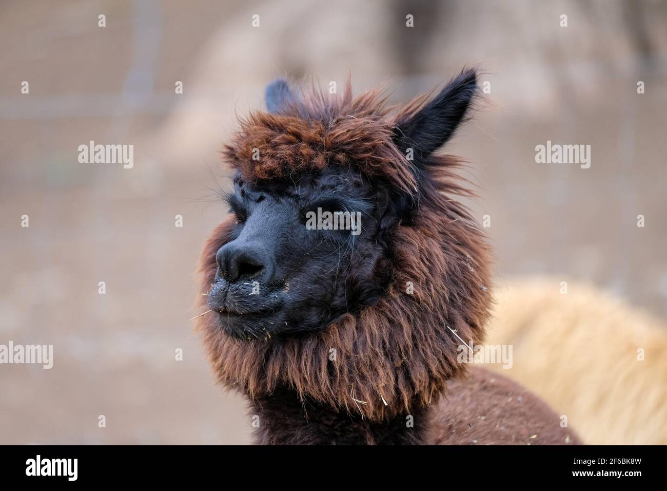 Mountview Alpaca Farm Stock Photo - Alamy
