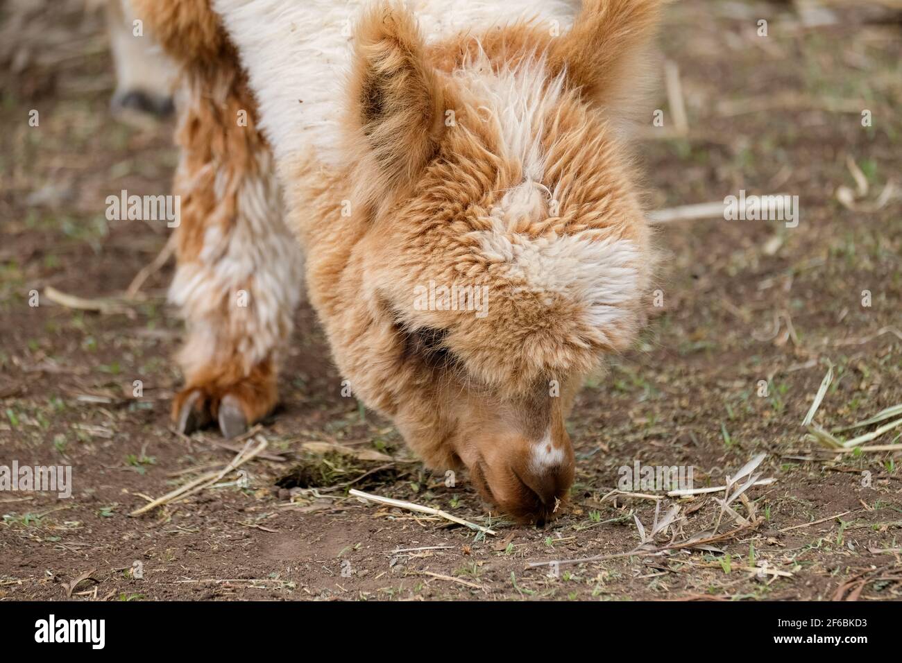Mountview Alpaca Farm Stock Photo - Alamy