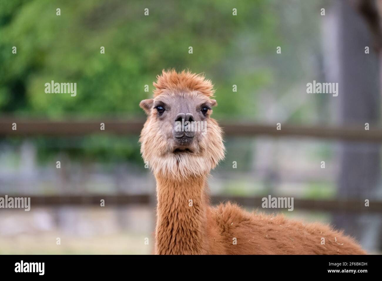Mountview alpaca farm hi-res stock photography and images - Alamy