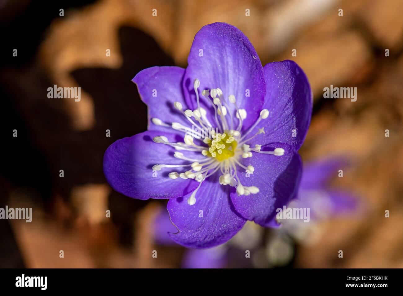 Hepatica flower in the forest Stock Photo - Alamy