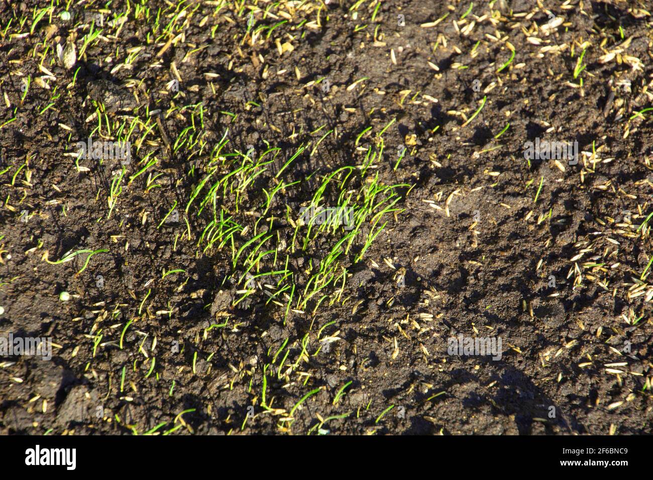 Sprouted Grass and new sown grass seeds in the spring sun Stock Photo ...