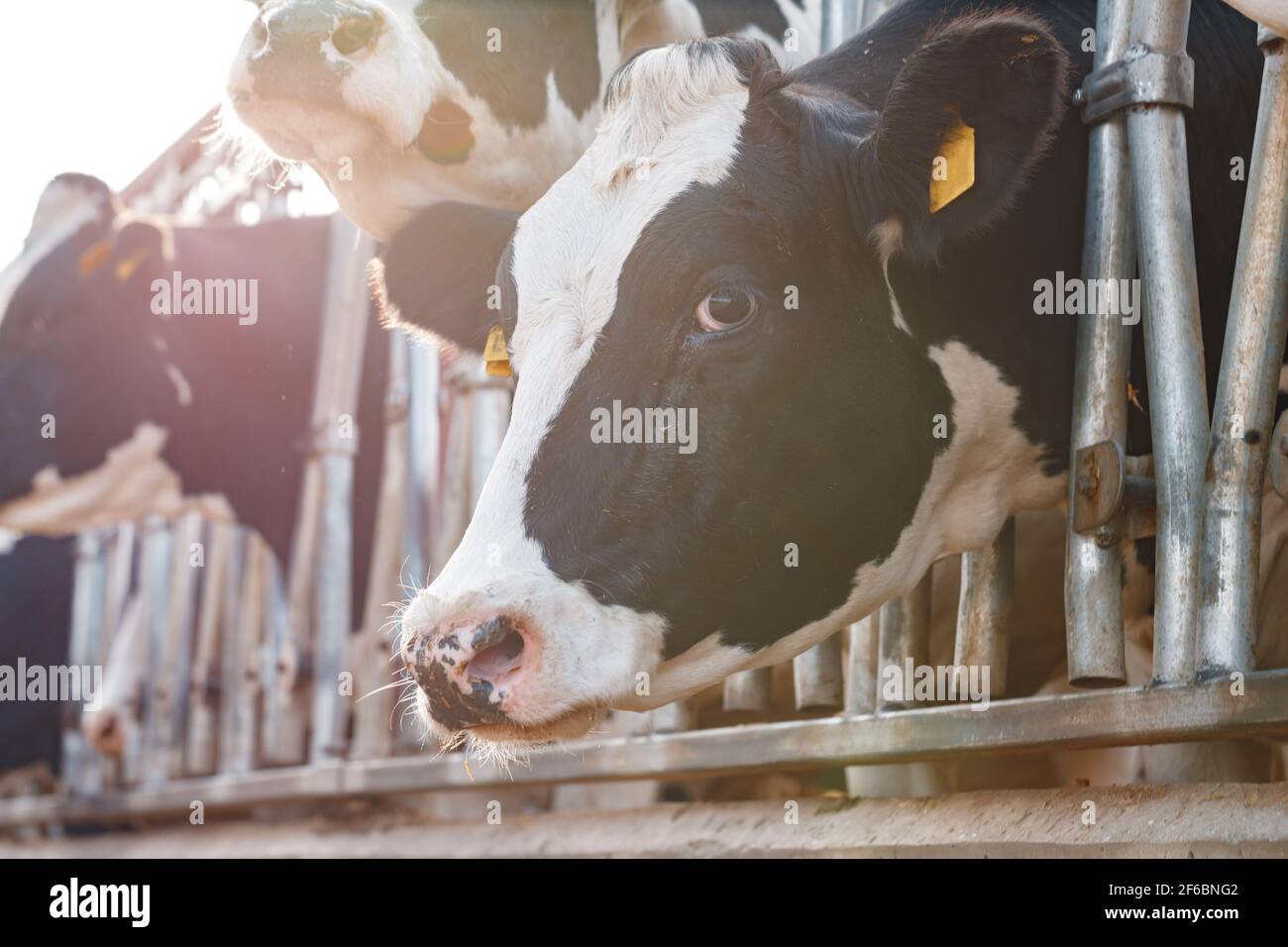 Black and white spotty cows on a farm Stock Photo - Alamy