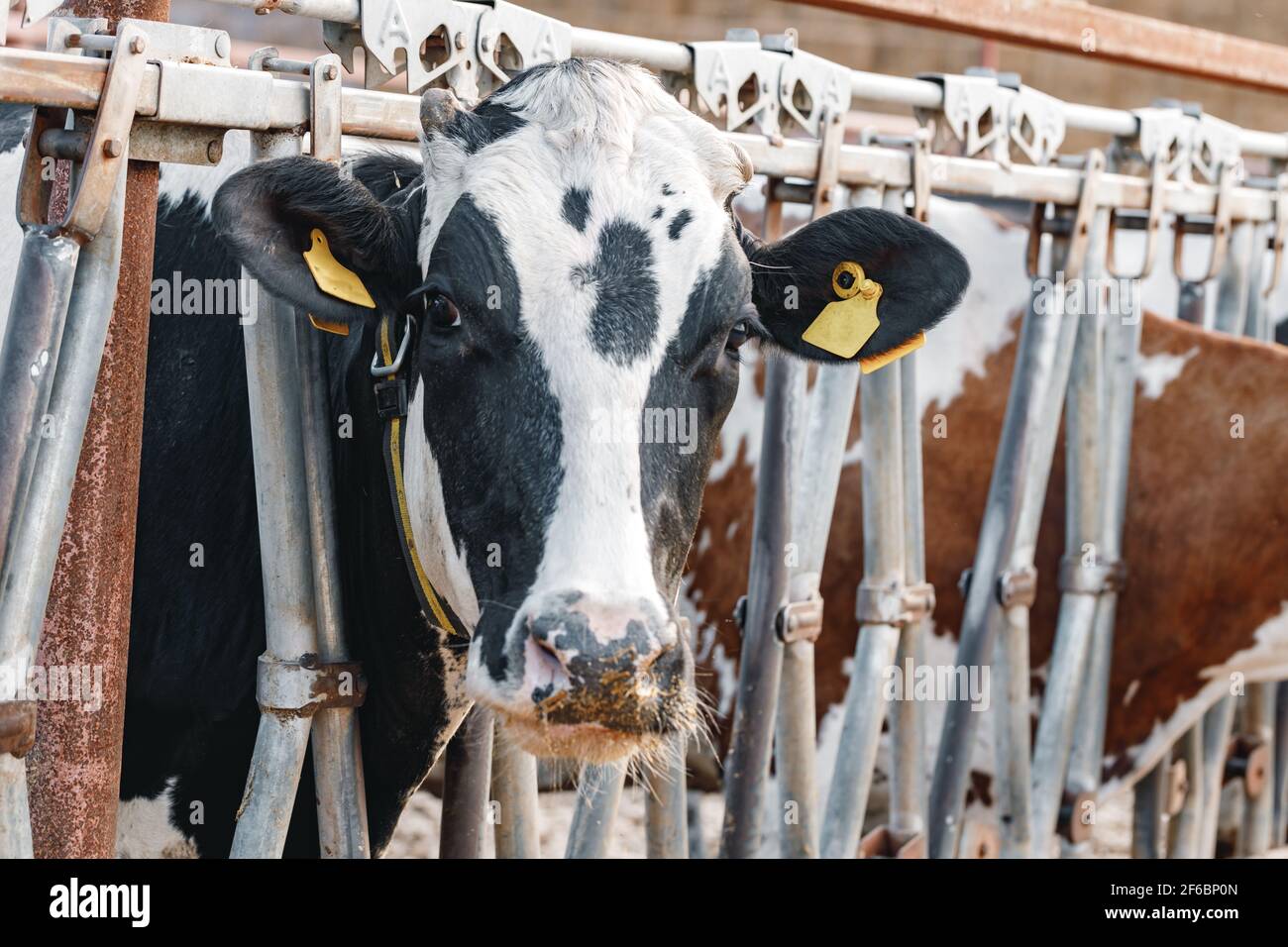 Head of a cow standing in a stall Stock Photo - Alamy