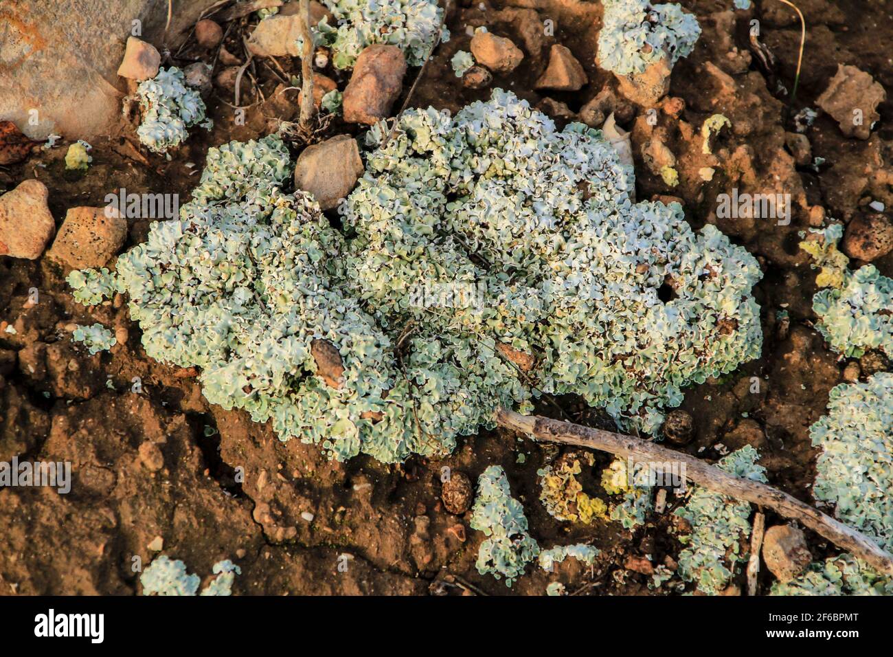 Colorful lichen on soil in the mountain in Spain Stock Photo - Alamy