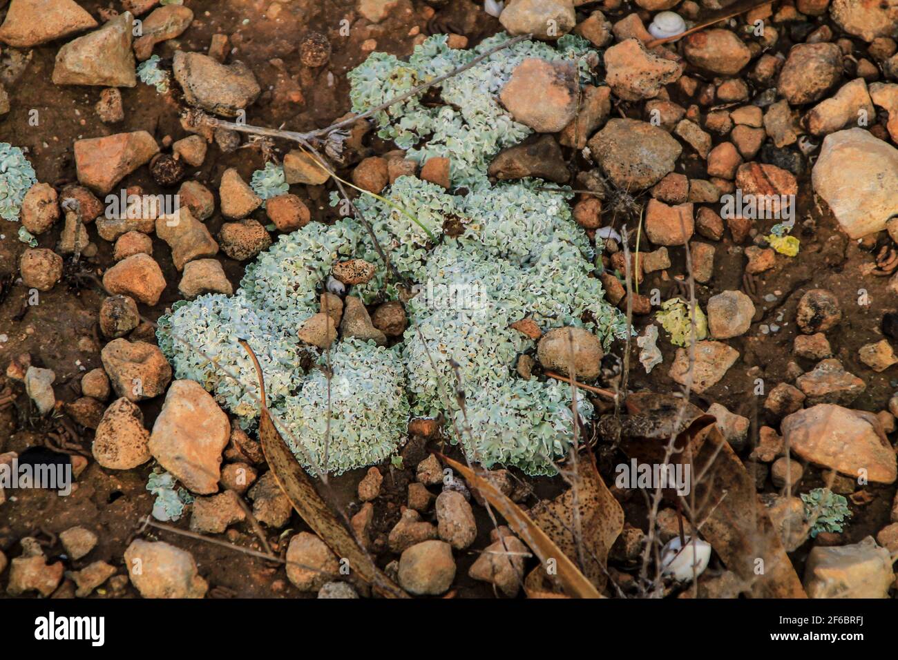 Colorful lichen on soil in the mountain in Spain Stock Photo - Alamy