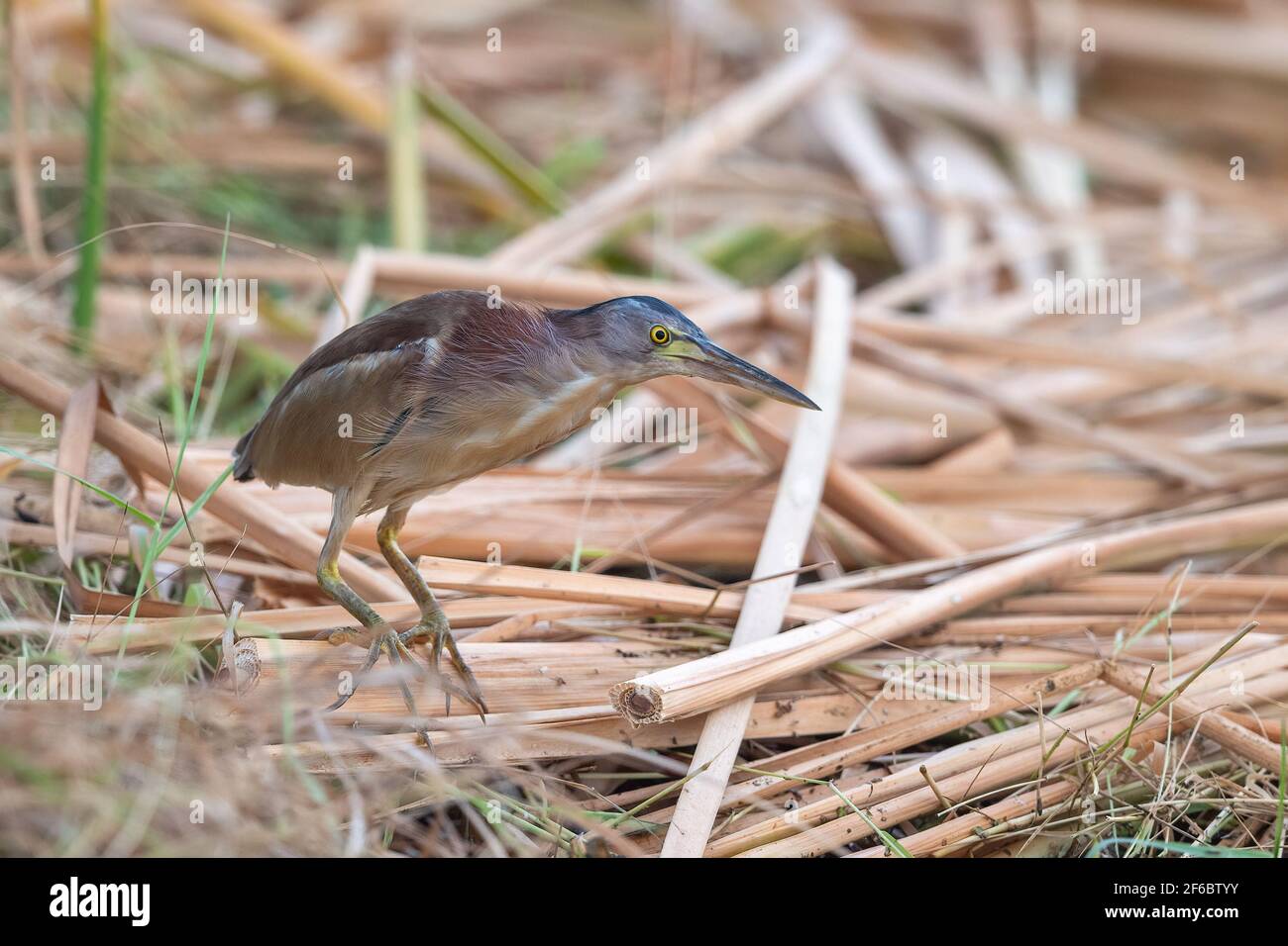 The yellow bittern (Ixobrychus sinensis) is a small bittern. This is a ...