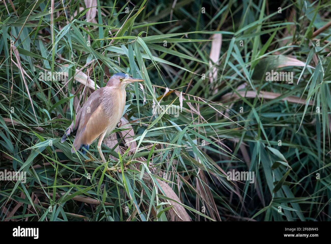 The yellow bittern (Ixobrychus sinensis) is a small bittern. This is a ...