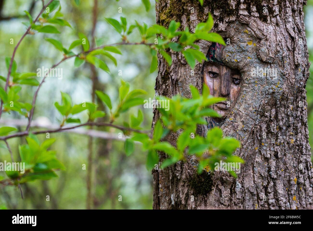 Mysterious face carved in tree trunk in forest Stock Photo - Alamy