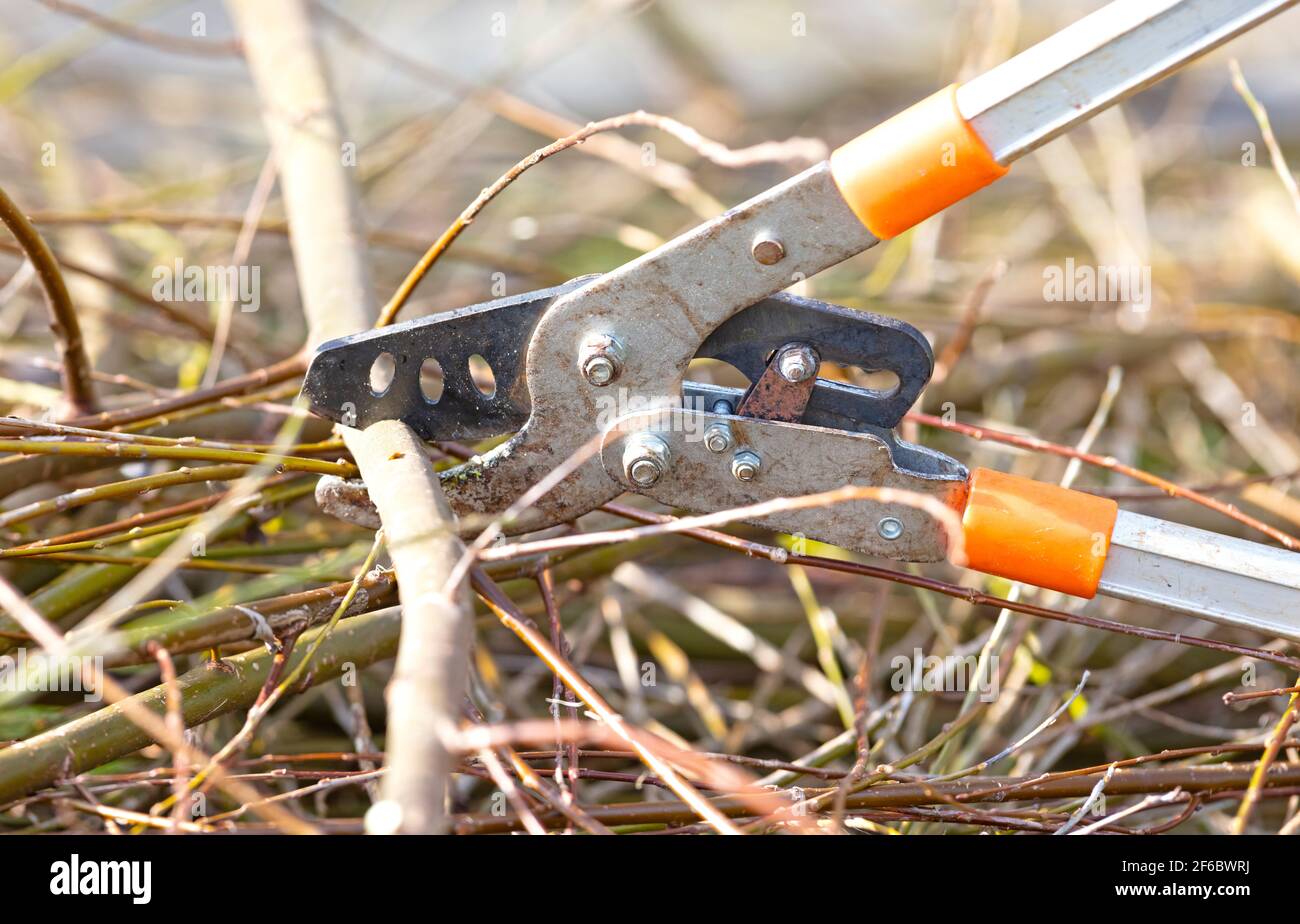 Scissors (garden) cutting a fresh tree in springtime Stock Photo - Alamy