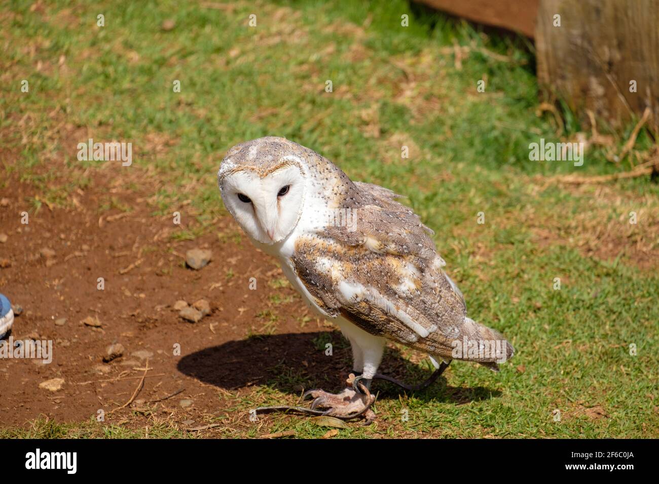 O'Reilly's Rainforest Retreat, Green Mountains National Park - Bird of ...
