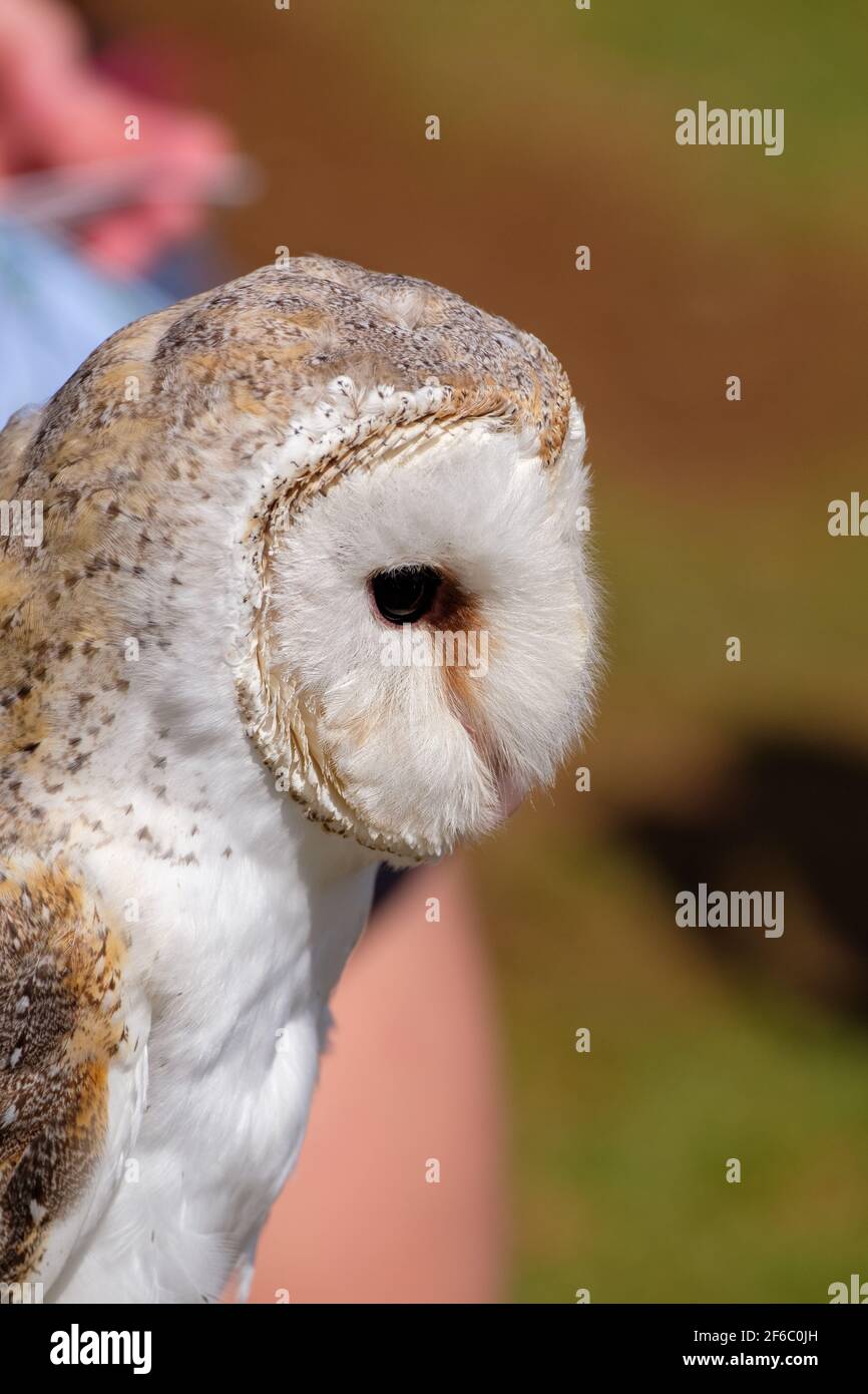 O'Reilly's Rainforest Retreat, Green Mountains National Park - Bird of ...
