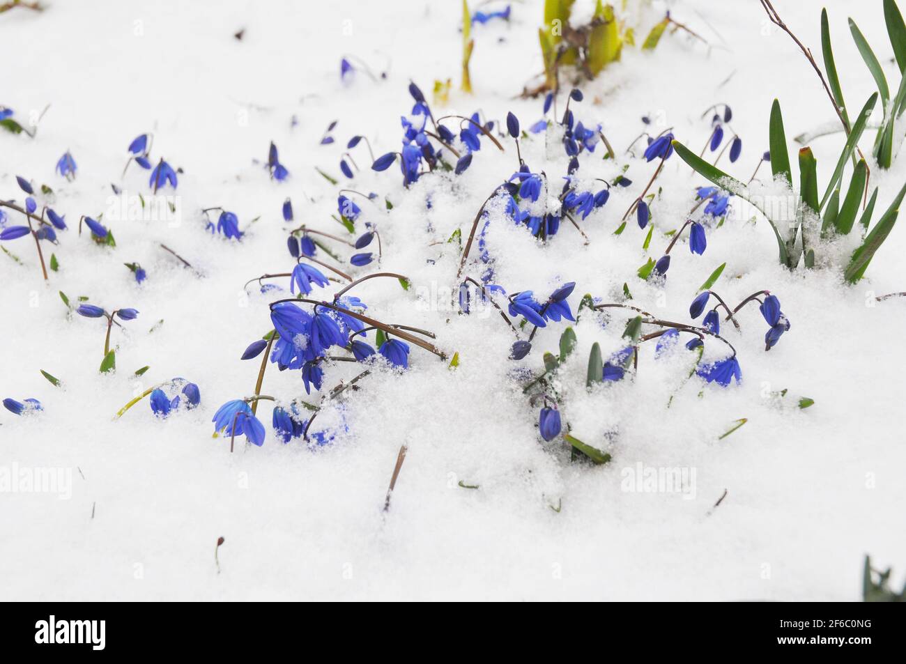 Spring flowers in snow hi-res stock photography and images - Alamy