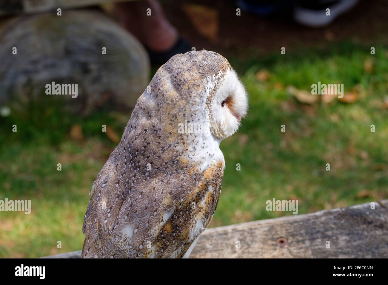 O'Reilly's Rainforest Retreat, Green Mountains National Park - Bird of ...
