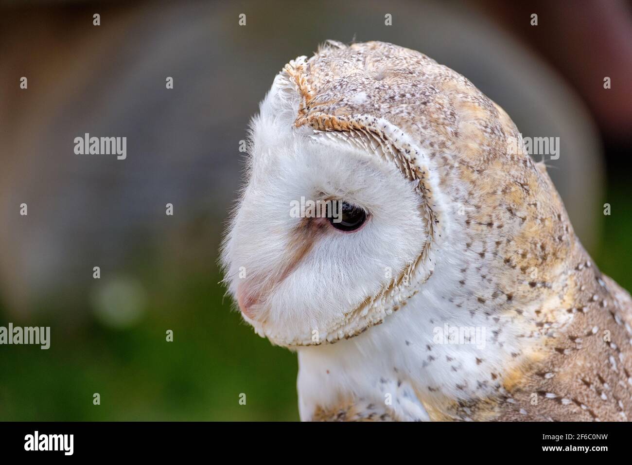 O'Reilly's Rainforest Retreat, Green Mountains National Park - Bird of ...