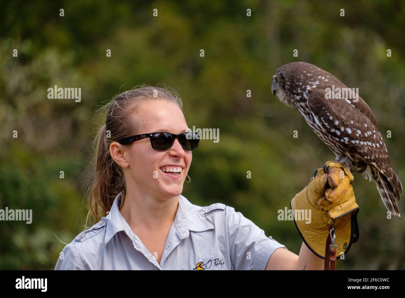 O'Reilly's Rainforest Retreat, Green Mountains National Park - Bird of ...